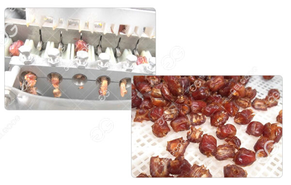 Date Processing Project In Saudi Arabia