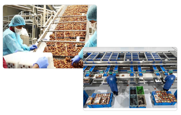 Date Processing Project In Saudi Arabia
