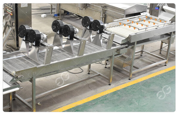 Dates Washing And Drying Machine: A Must-Have For Efficient Date Processing